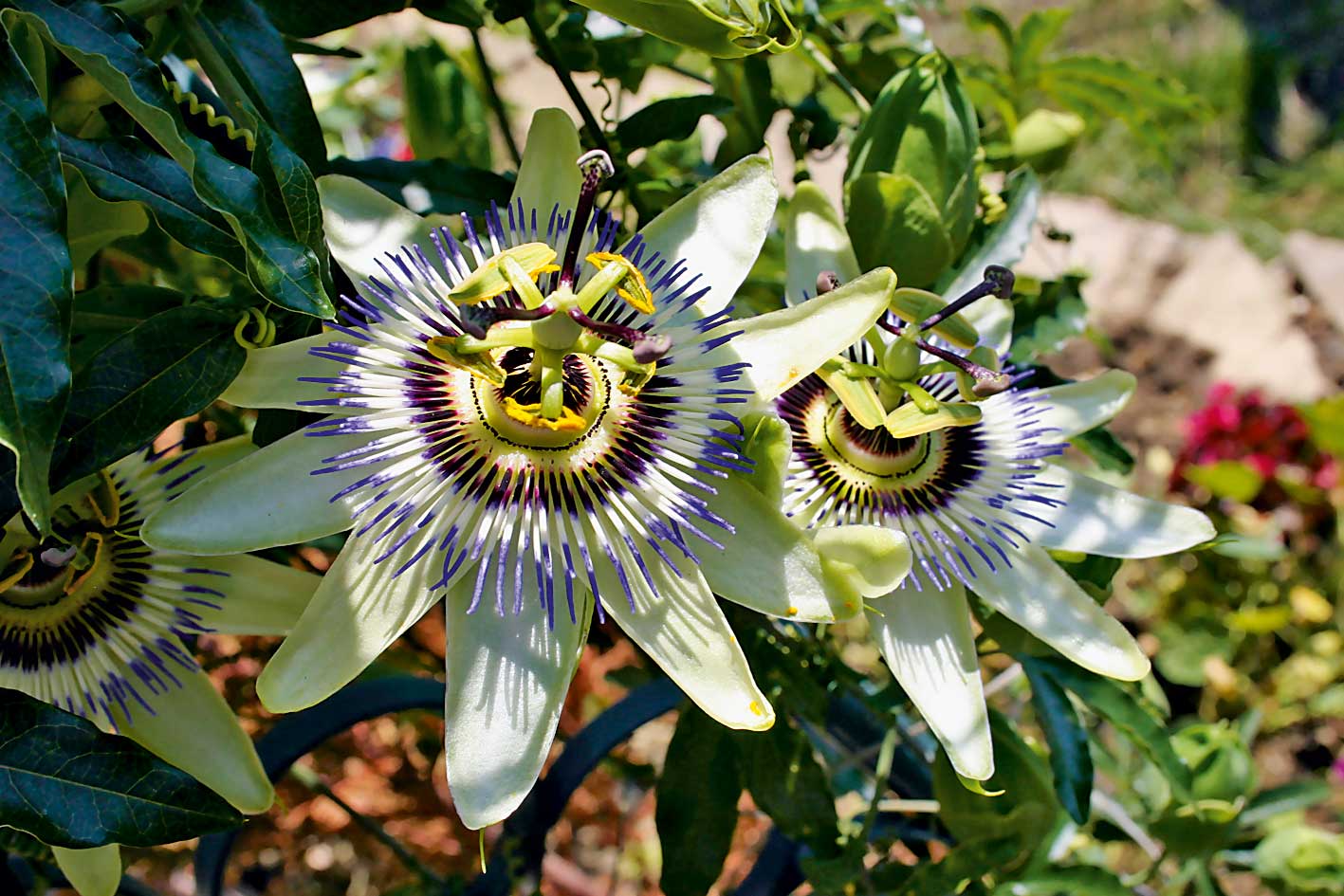 Passiflora Tea • eRomania